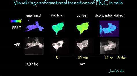 tuning the signaling output of protein kinase c youtube