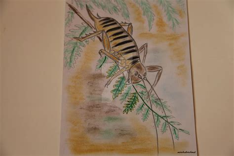 Weta By Brushtailpossum On Deviantart