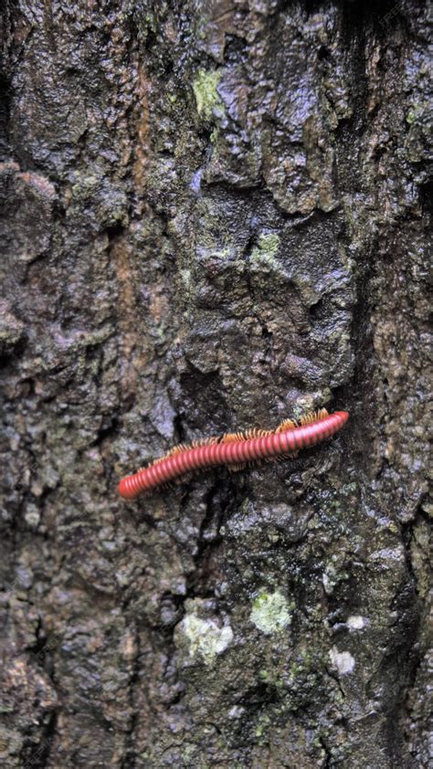 Premium Photo Trigoniulus Corallines Also Called As Rusty Millipede Or Common Asian Millipede