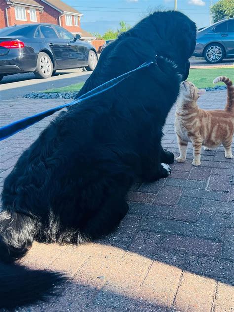 Terranova de casi dos metros cree que es un perro miniatura y usa a su dueño como colchón