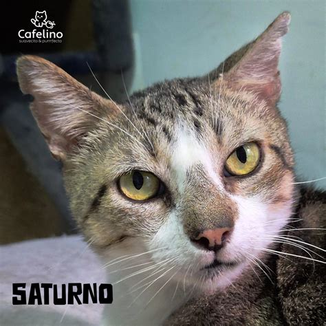Suavecito Y Purrrfecto Cafelinomx • Instagram Photos And Videos