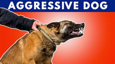 How to Deal with Aggressive Dog - 10 Easy Ways to Solve Dog Aggression - YouTube