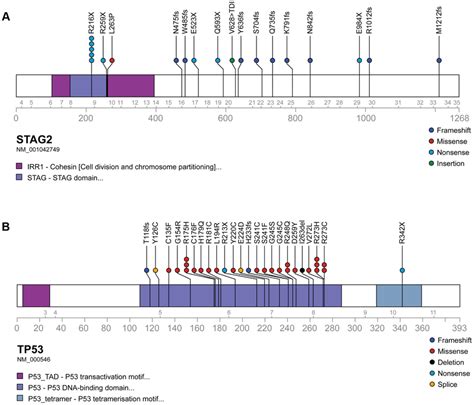 Mutational Spectrum In Stag2 A And Tp53 B On Linear Protein Download Scientific Diagram