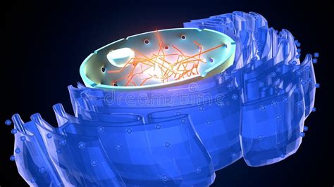 Central Vacuole Anatomy 3d Illustrations Stock Illustration