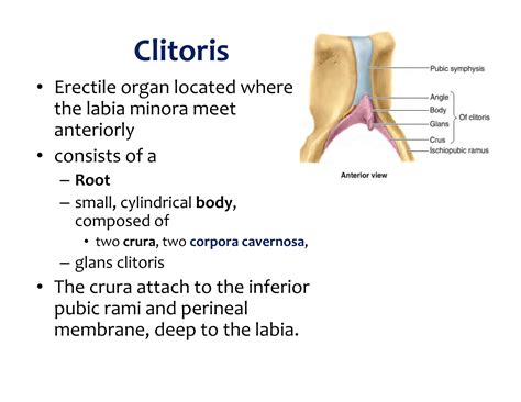 Female Internal Genital Organs 2018 1pdf