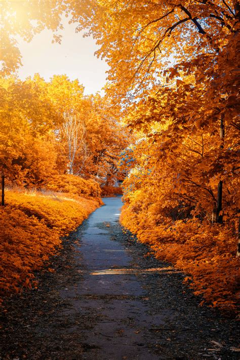 Download Fall Tumblr Forest Path Wallpaper Wallpapers Com