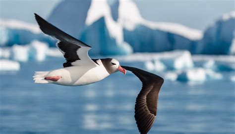 Top 15 Types Of Birds In Antarctica With Pictures Fly Aviary