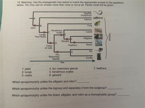 Solved 12 Matching Use The Phylogenetic Tree Below To Chegg Com