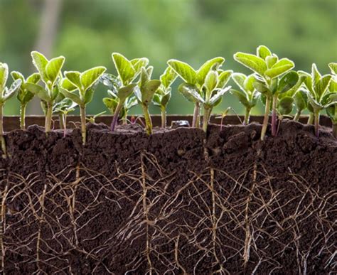 Mikro Granül Gübreler Agrowork International