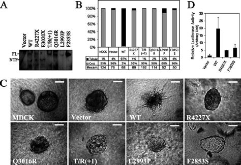 Effect Of Cleavage Disrupting Mutations On Functional Properties Of Download Scientific Diagram