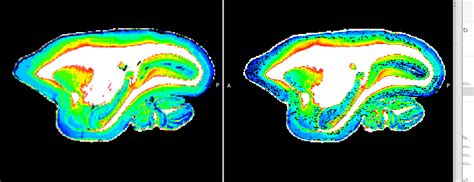 Ex Vivo Data Weird Values · Issue 159 · Daducciamico · Github