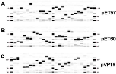 All Of The Codon Optimized Genes Are Highly Expressed In E Coli