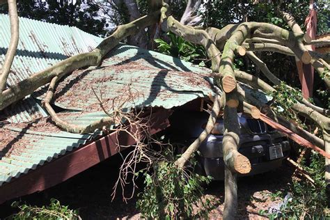 Tree Risk Assessment ClimbingHI