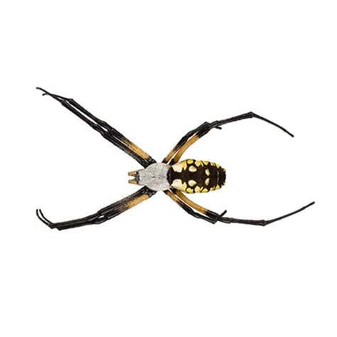Writer Spider Active Pest Control Pest Control And Exterminator
