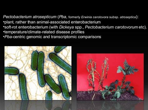 Pectobacterium Alchetron The Free Social Encyclopedia