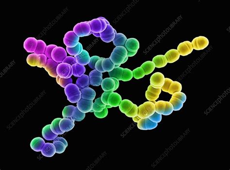 Streptococcus Bacteria Sem Stock Image C026 7504 Science Photo Library