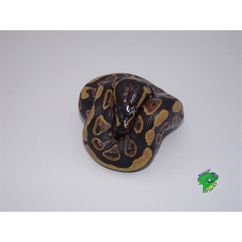 Phantom Yellow Bellied Ball Python Adult Female Strictly Reptiles Inc