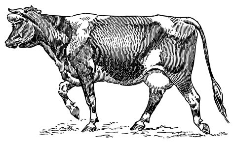 Dairy Cow Clipart At Susan Hurst Blog