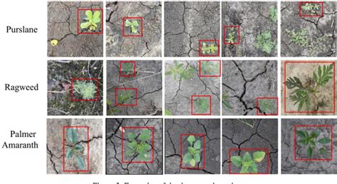 Figure From Stable Diffusion For Data Augmentation In COCO And Weed