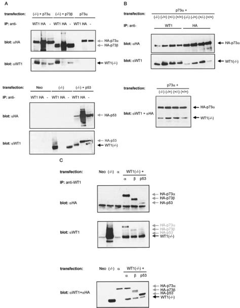 Physical Interaction Between Wilms Tumor 1 And P73 Proteins Modulates Their Functions Journal