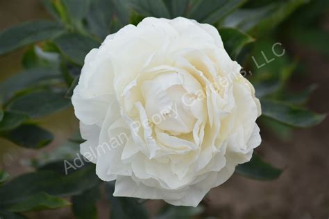The Ann Cousins Peony | Adelman Peony Gardens