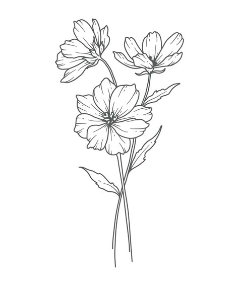 Cosmos Line Art Cosmos Outline Illustration October Birth Month