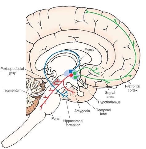 Hypothalamic Nuclei Major Efferent Projections Of The Hypothalamus Not Shown In This