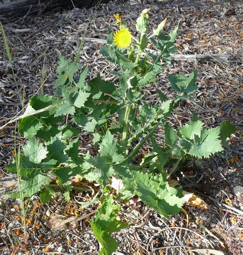 Sonchus Oleraceus Alchetron The Free Social Encyclopedia