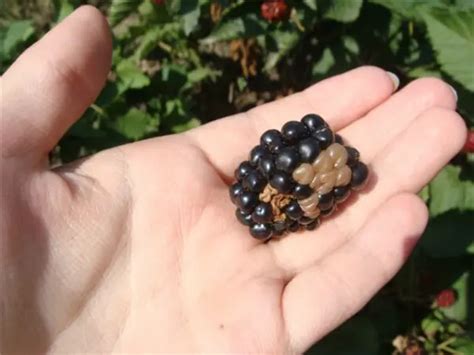 Blackberry Diseases Characteristics Description And Control Healthy