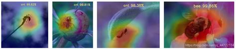 类激活图（cam）代码原理详解【pytorch亲测有效】 Csdn博客