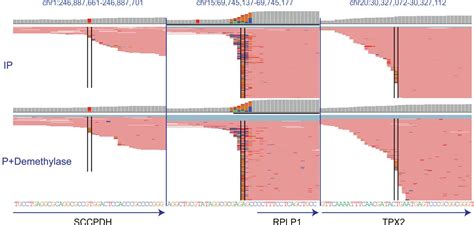 m1a within cytoplasmic mrnas at single nucleotide resolution a