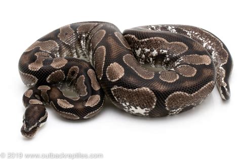Axanthic Calico Ball Python