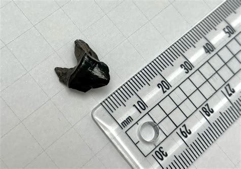 Carnivore Carnassial A Member Collections The Fossil Forum