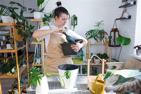 집 식물 Philodendron을 가정 인테리어의 새 화분으로 분갈이 여자는 냄비에 흙을 붓고 화분에 심은 식물을 돌보고 뿌리가 있는 흙 덩어리 30 34세에 대한 스톡