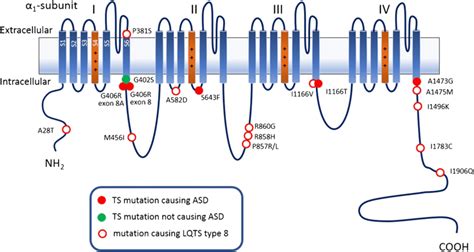 Scheme Of The Position Of Missense Mutations Within The Cav12 α1 Download Scientific Diagram
