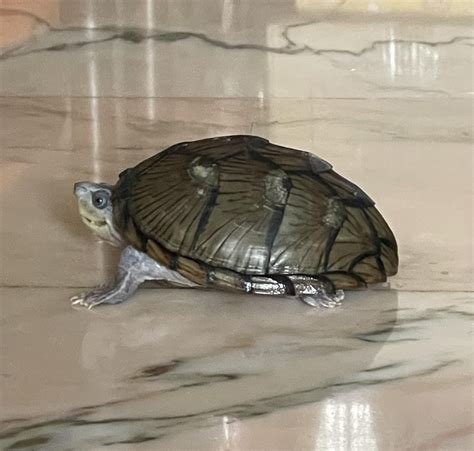 Need Help With Identifying This Tortoise R Tortoise