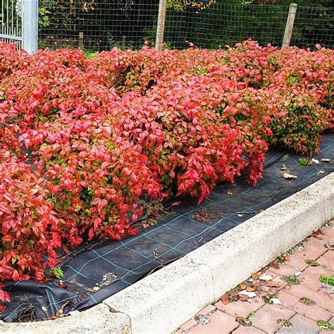 Small Shrubs And Plants For Sale Perfect Plants Nursery