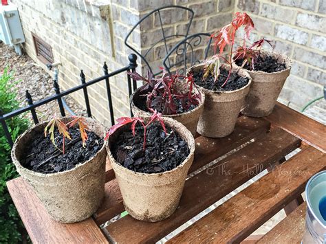 Maple Tree Sprout Rekastellar