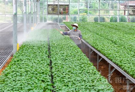 广西贺州：科技育苗助力蔬菜产业发展 人民图片网