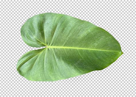 Premium Psd Leaves Isolated Transparency Background