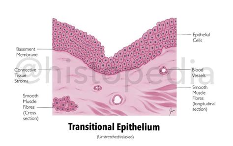 Transitional Epithelium Basement Membrane Histology Slides Pre Med