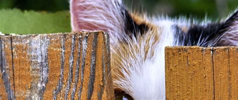 Design Patterns Strategy Pattern In Javascript Dev Community