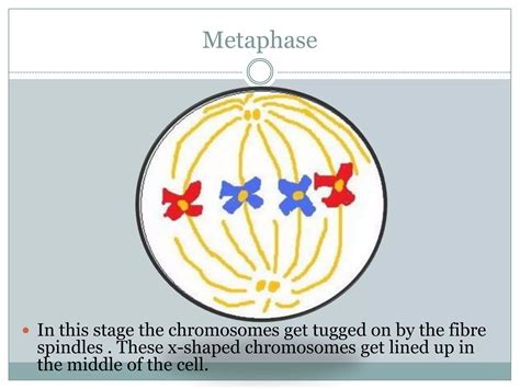 Mitosis Flip Book Pptx