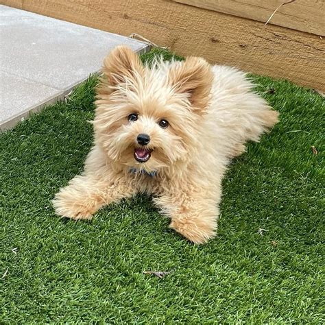 Grooming Tips For Your Frenchie Floodle Combining The Best Of French