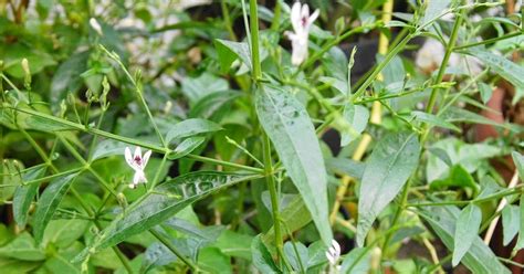 Khasiat Tanaman Sambiloto Andrographis Paniculata Bagi Kesehatan