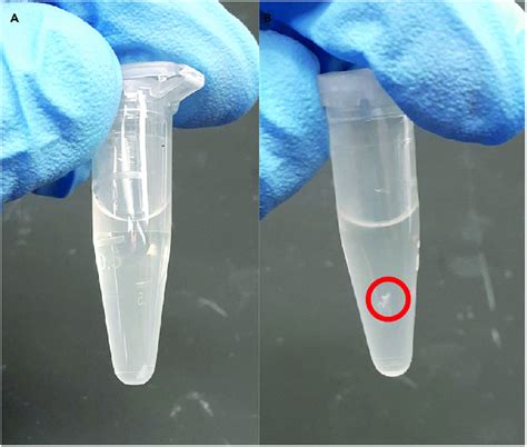 Rna Extraction Of R Palustris A 100 Isopropanol Is Added To Aqueous