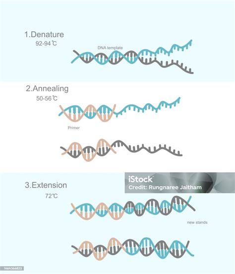 The Three Steps Of Polymerase Chain Reaction Technique Denaturation Annealing And Extension For