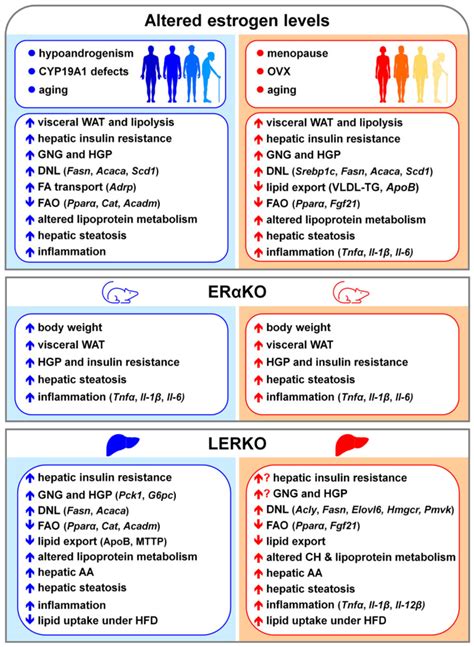 Beyond The X Factor Relevance Of Sex Hormones In Nafld Pathophysiology