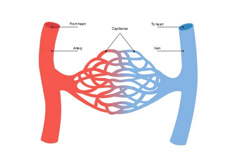 DIAGRAM Heart Blood Vessel Diagram MYDIAGRAM ONLINE