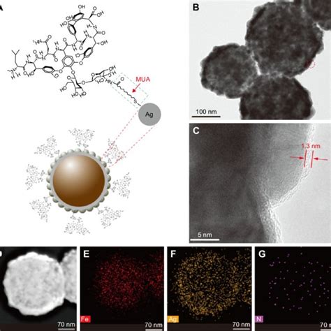 Figure S4 Absorption Spectra Of Vancomycin Solution Before A And Download Scientific Diagram